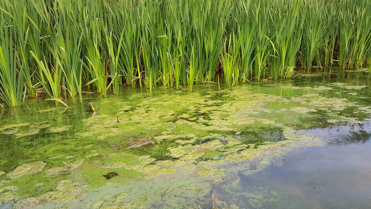 Detention Pond Repair in Houston, TX | Stormwater Professionals Group