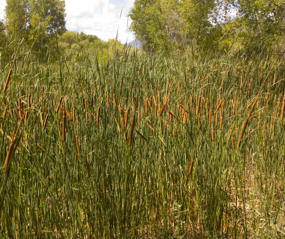 Our Blogs | Stormwater Professionals Group in Texas